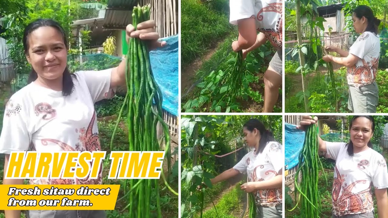 HARVEST TIME WITH OUR SITAW PLANT - Direct from our farm. - YouTube