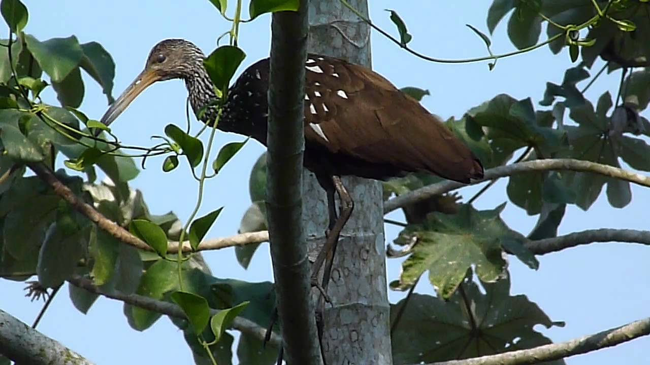 Aramus guarauna (Limpkin - Carao). Also known as carrao, courlan ...