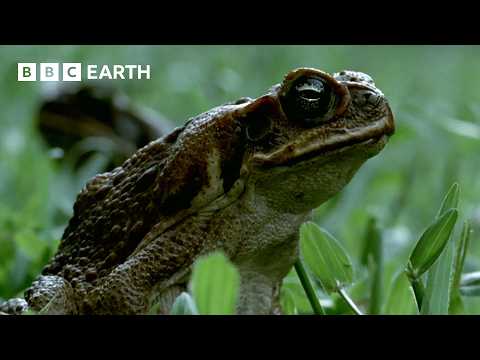 1 Hour of Magnificent Moments Narrated by Sir David Attenborough | BBC Earth