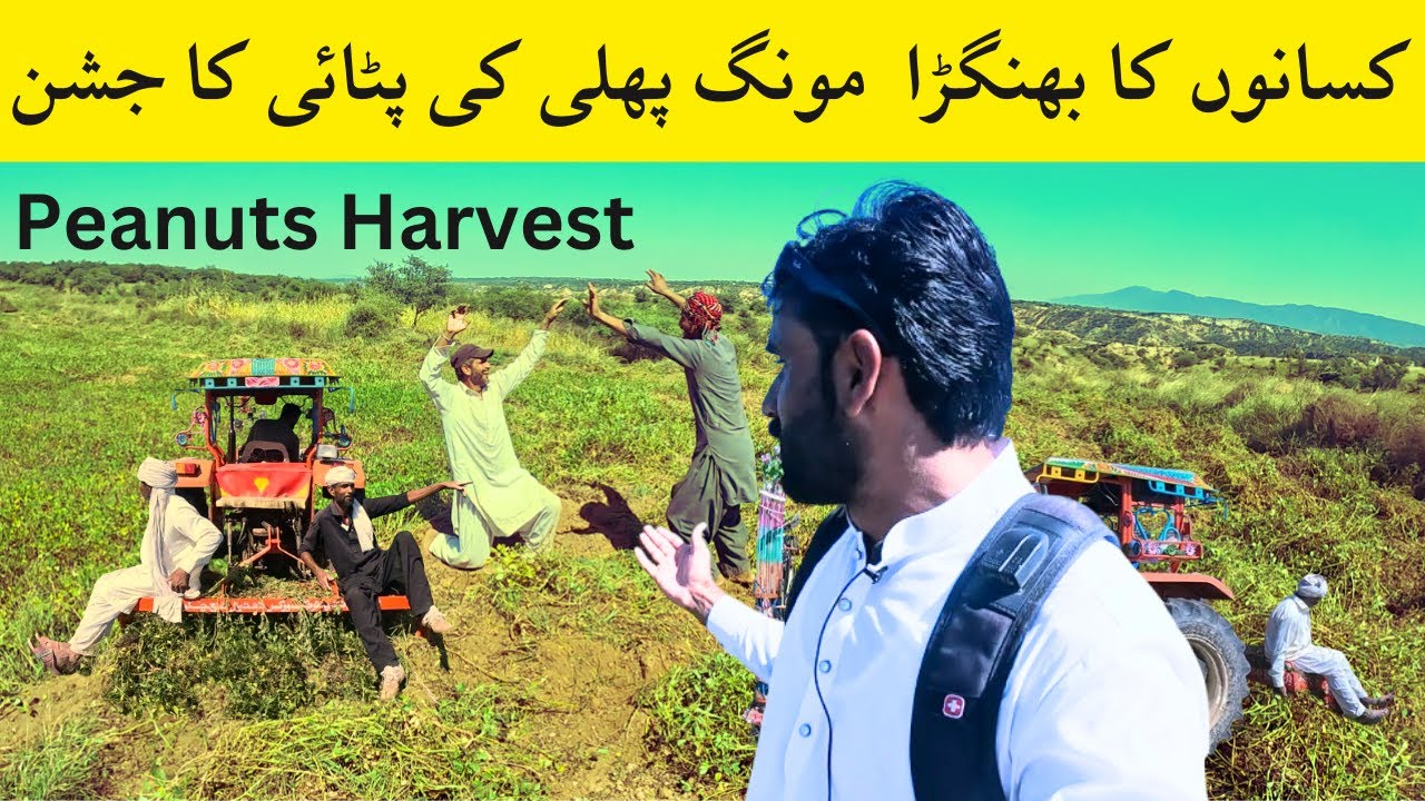 Peanut Harvest | peanuts framing | Peanut Harvest with Tractor Blade ...