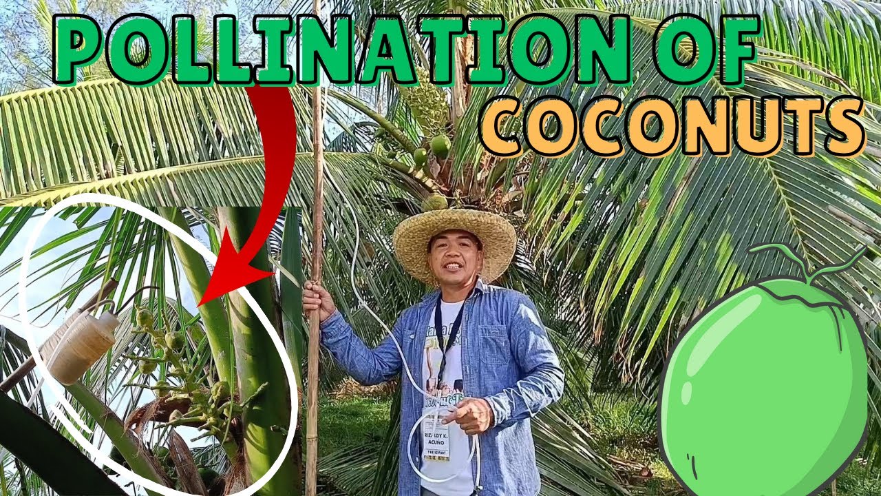 Hybridization of Coconut Part 2 - YouTube