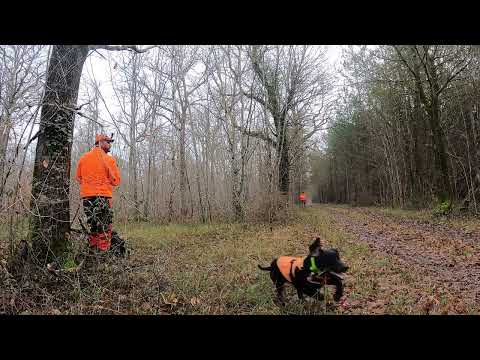biche daguet cervidés au cœur de la battue. Vivement la reprise.!