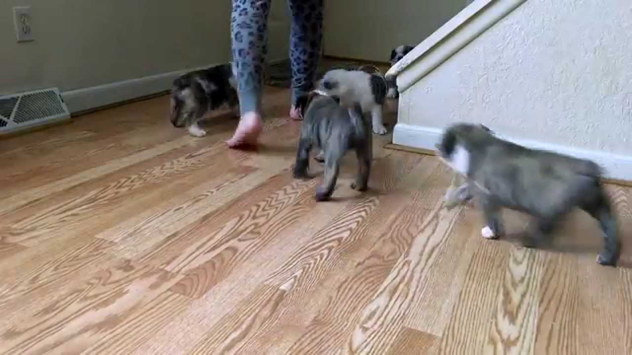 Hard to walk when you have English Bulldog Puppies chasing you! - YouTube