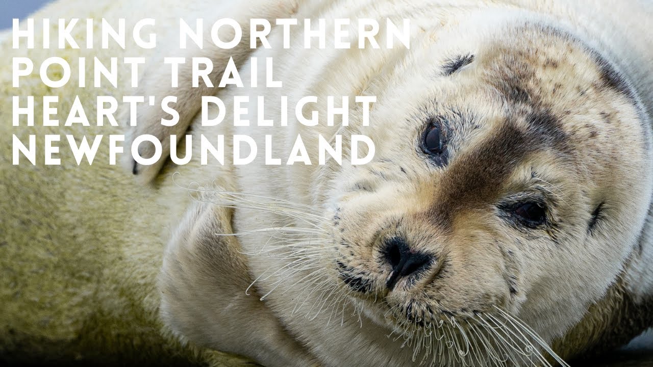 Discovering Newfoundland - Northern Point Hiking Trail Heart's Delight ...