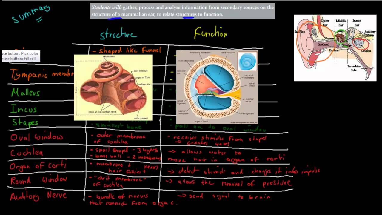 C.6.3. Structure and function of ear (HSC biology) - YouTube