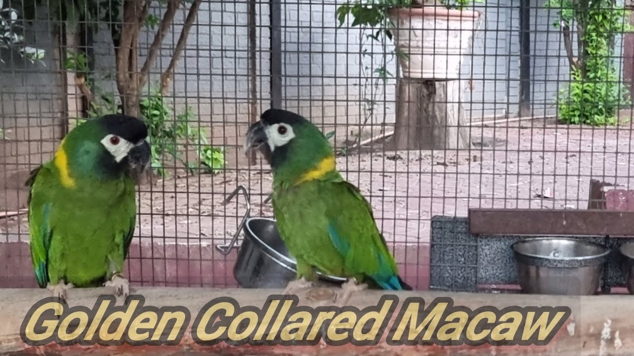 Parrot And Parrots Golden Collared Macaw Beautiful Breeding Pair - YouTube