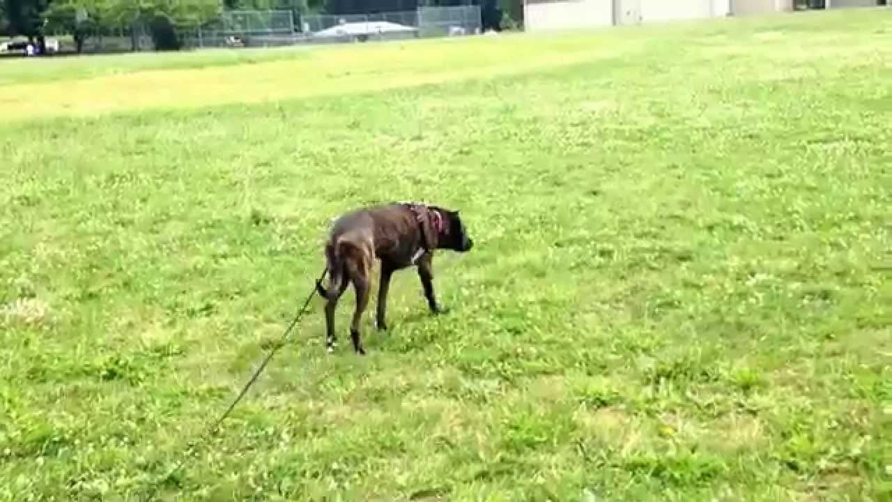 All dogs need autonomy, & a long training lead is a good way to provide ...