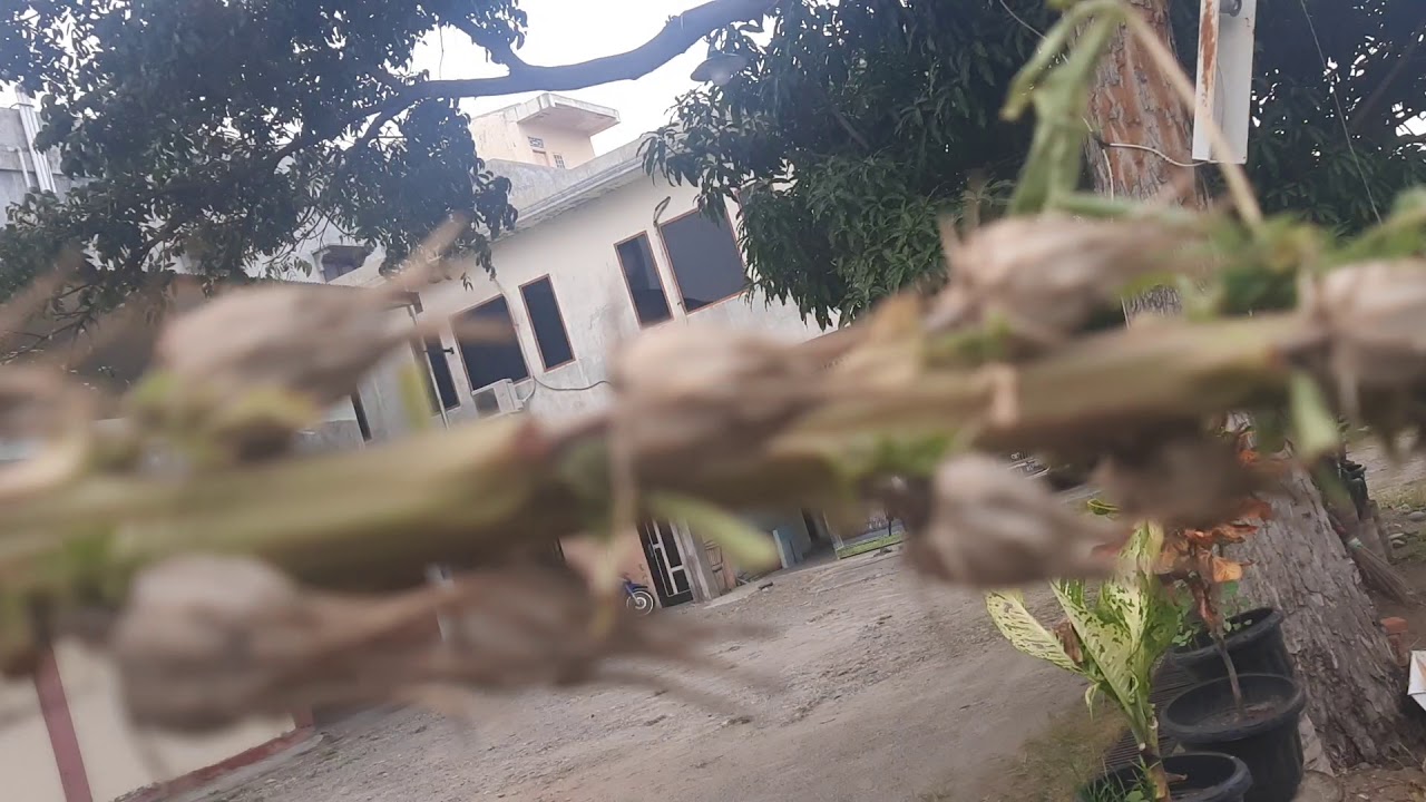 TANAMAN KENAF, BATANG KENAF, SERAT KENAF DAN BUDIDAYA KENAF - YouTube