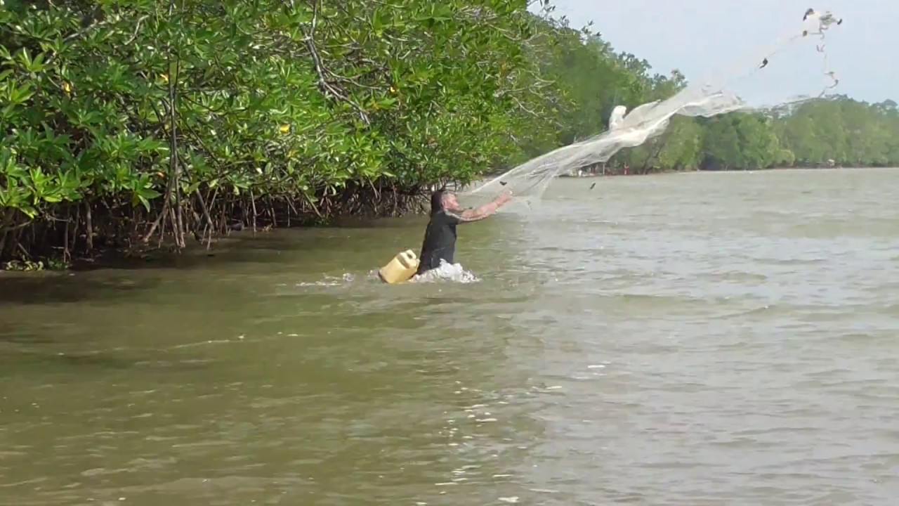 Lihat....!!! Master Jala ikan tebar jala ikan di muara sungai jenggalu ...