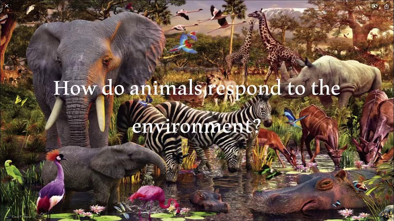 How do animals respond to the environment | Sparkle Twins - YouTube