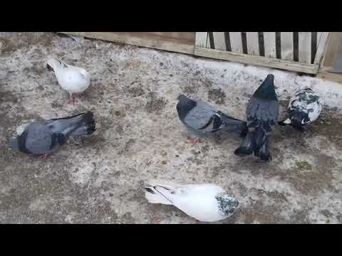 PIGEON ROLLER DUNEK DUNECI - YouTube