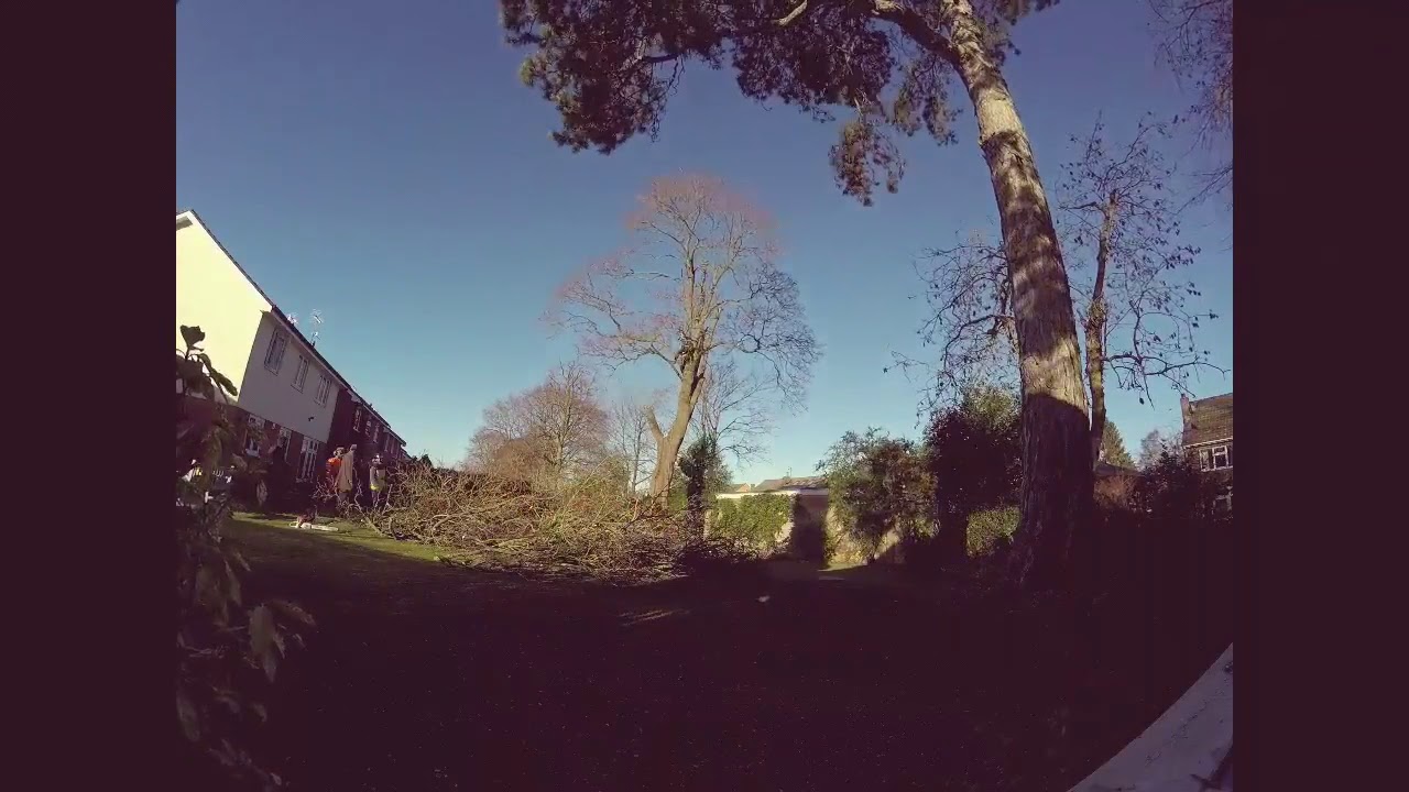 Sycamore Dismantle - GoPro Time Lapse (1st Attempt) - YouTube