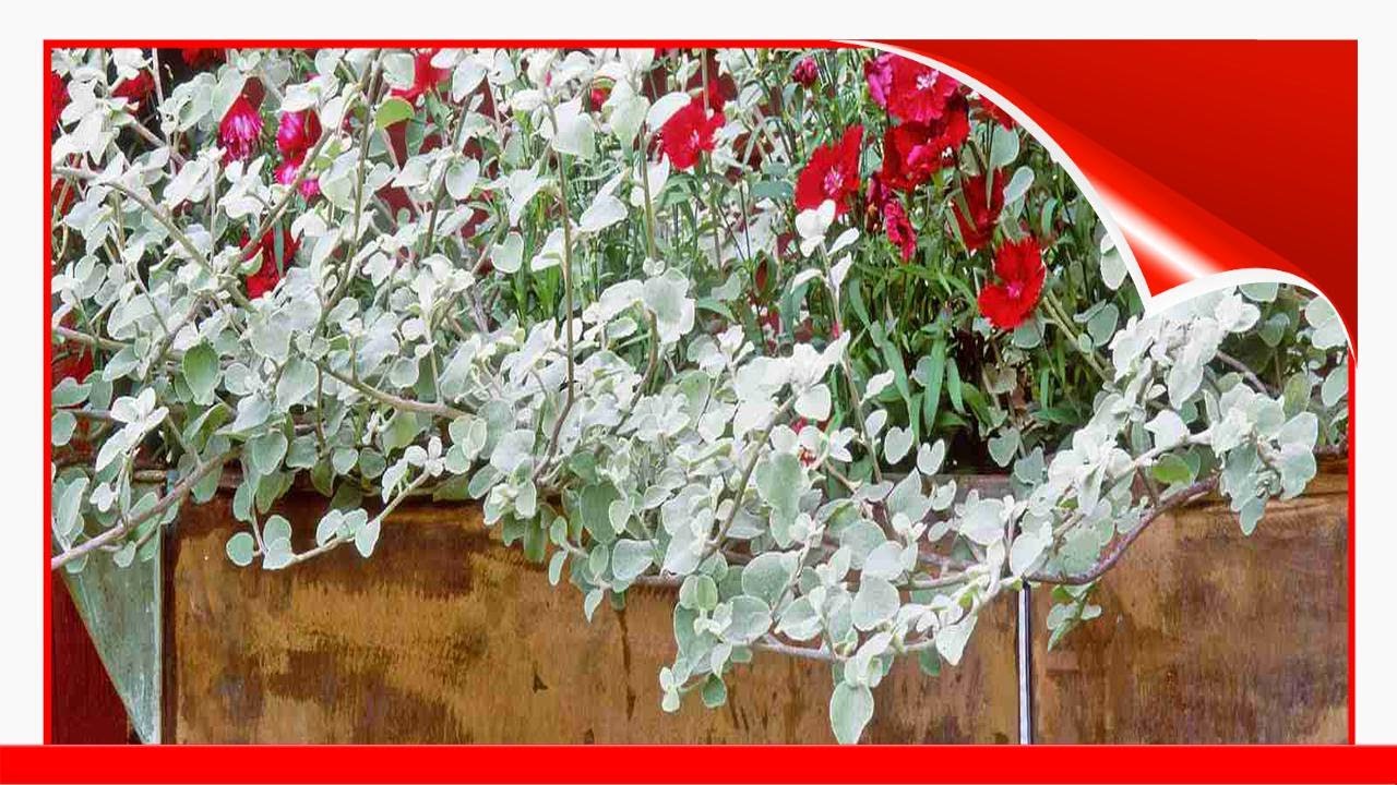The Best Spiller Plants For Container Gardens 🛋️ - YouTube