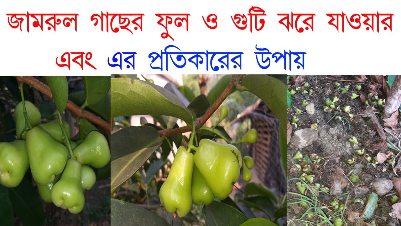 Jamrul tree flowers and fruits dropping problem and solution // how do ...