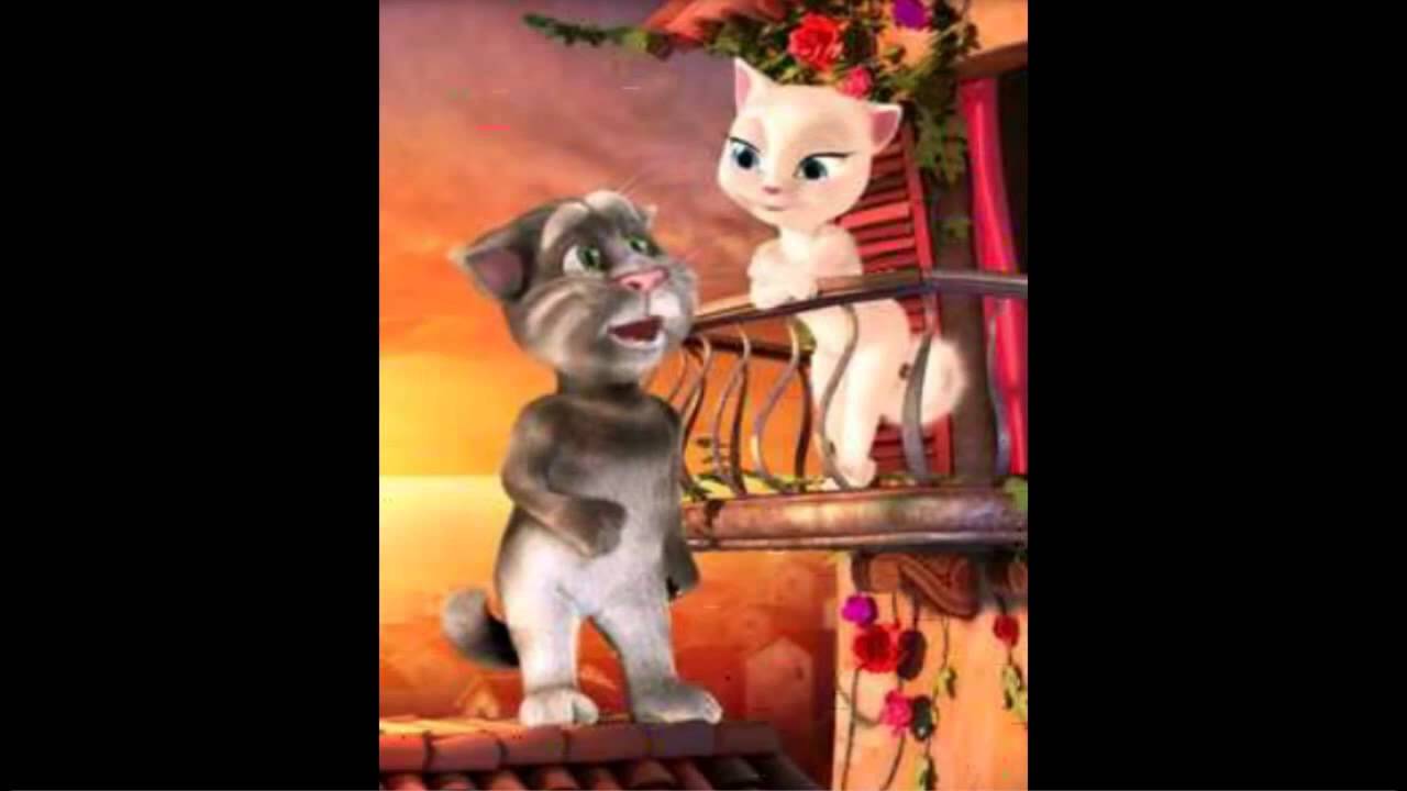 Serenata de Gato Emilio a Angela Shakira - YouTube