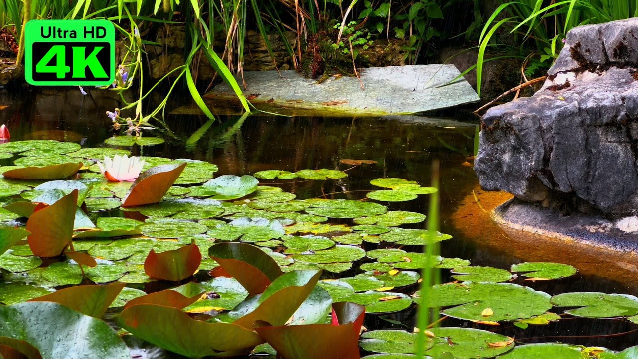 🎵 3 Hours of Natural Sounds of Rain at the Forest Pond | Birds and Wind ...