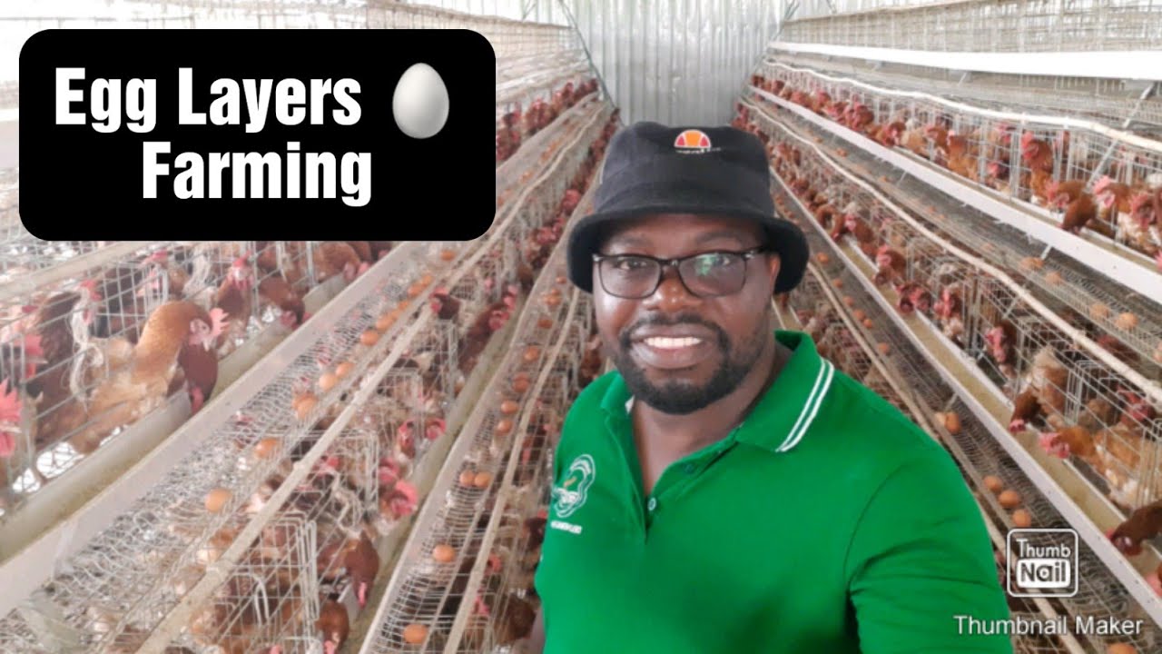 Base Infrastructure for Egg Layer Poultry Farming - YouTube
