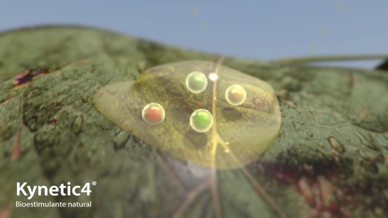 Kynetic4® bioestimulante agrícola para una excelente floración y ...
