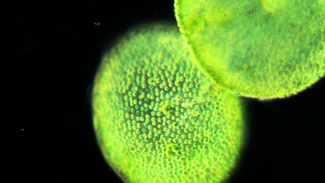 Volvox Globator - YouTube