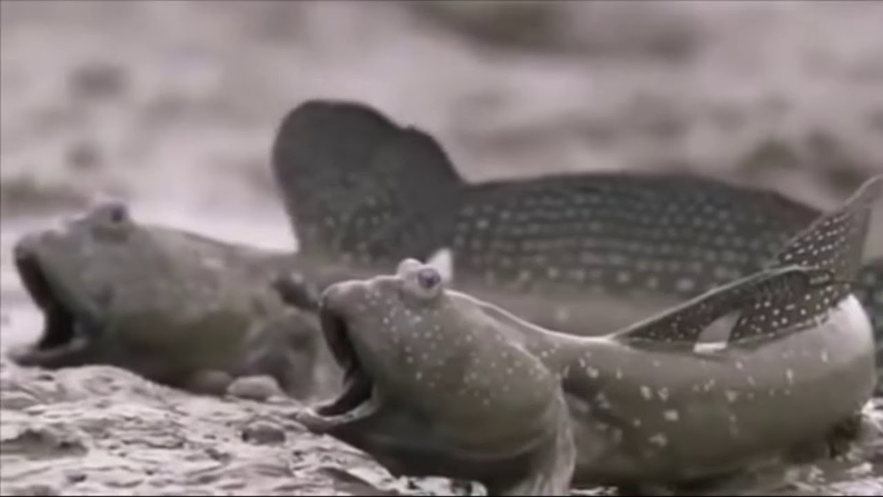 Funny fish funny moments - YouTube