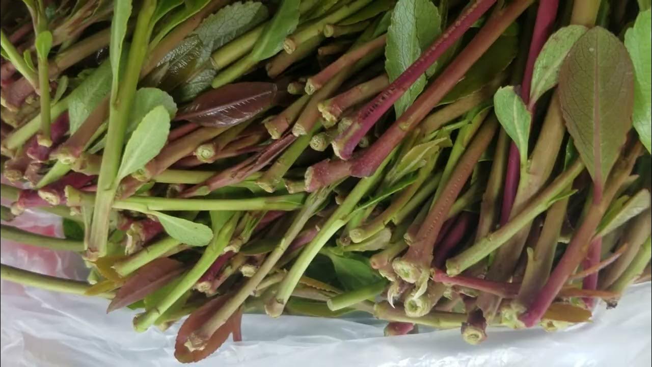 المقوت السريع قات اليوم نقفة HDبقيمة750ريال - YouTube