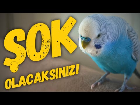 ŞOK OLACAKSINI! İNSAN GİBİ KONUŞMAKTAN ÖTMEYİ UNUTAN KUŞ | KUŞ KONUŞTURMA EĞİTİMİ