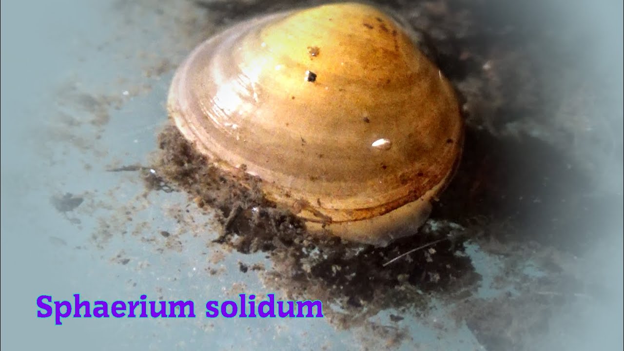Sphaerium solidum - YouTube