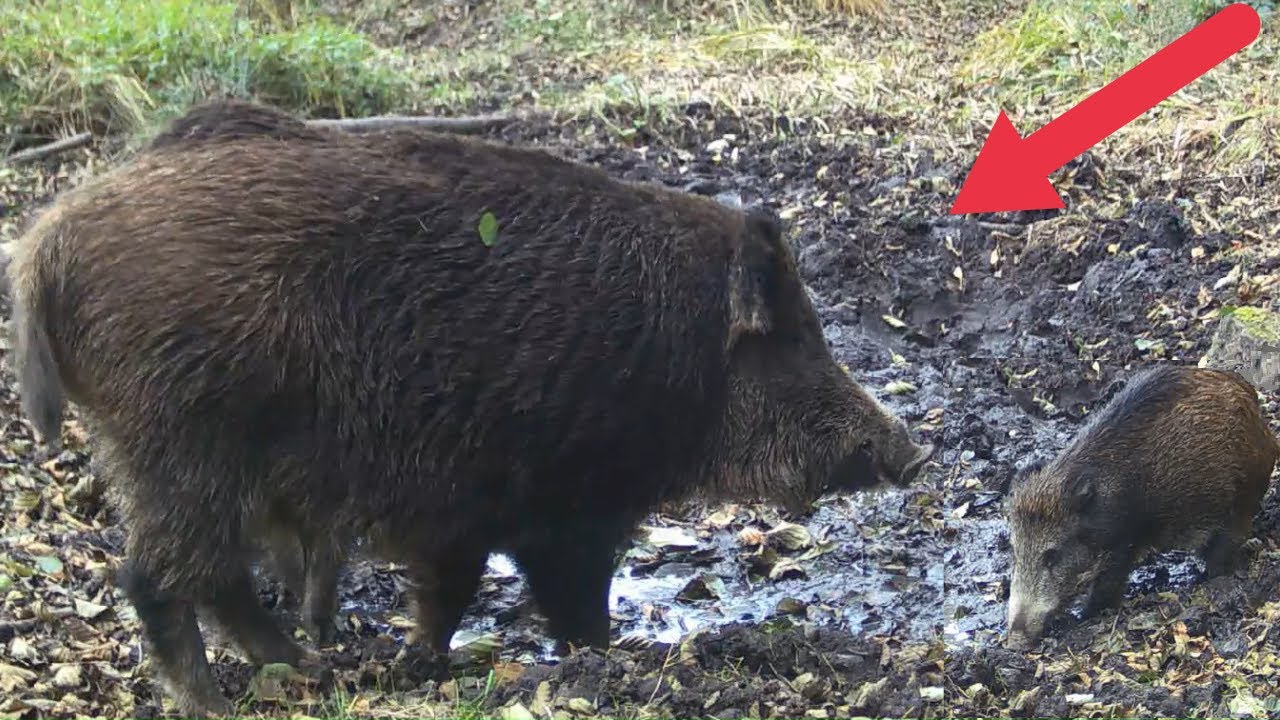 Ogromny dzik nagrany w lesie - YouTube