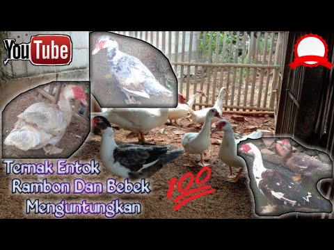 Ternak Mentok Rambon & Bebek Petelor Hasil nya Alhamdulillah ...