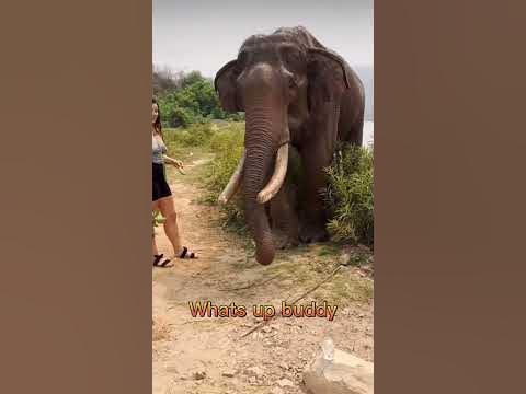 Elephant Video Funny Attack Girl Gets Sent to Oblivion #shorts - YouTube