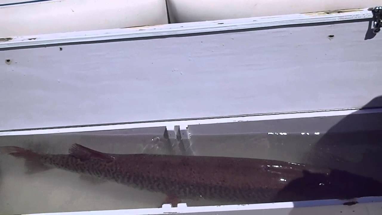 A True Trophy Muskie Caught & Released at Mr. Muskie Charters! - YouTube