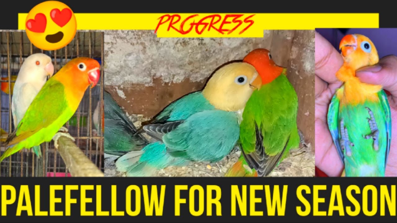 Pale Fellow For New Season & Progress pairing URDU/HINDI - YouTube
