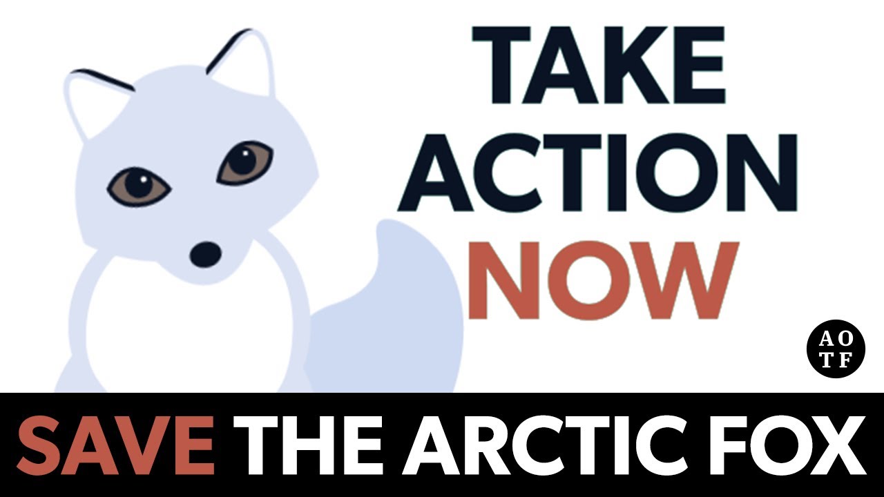 Arctic Fox Infographic Animation - YouTube