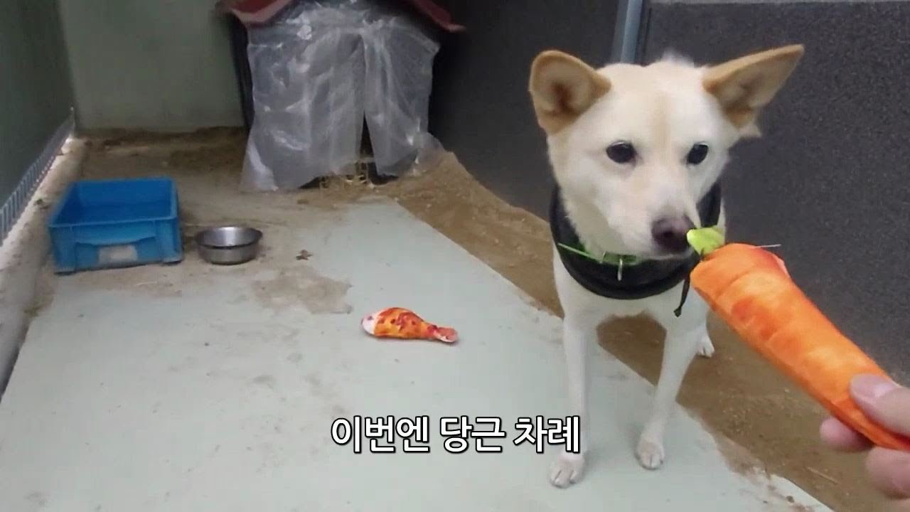 진정한 위선자 공장 진돗개 L 장난감을 사 주니 관심 없는 척 왜 귀찮게 이런 걸 사왔느냐는 표정은 다 지어 놓고 사람들이 퇴근한 뒤 벌인 행각 L 음흉하다 음흉해