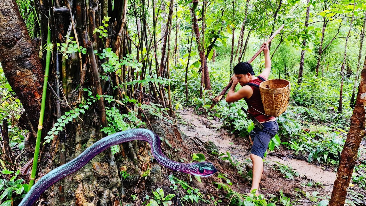 deep in the forest and hunt for giant king cobras/ episode 61 - YouTube
