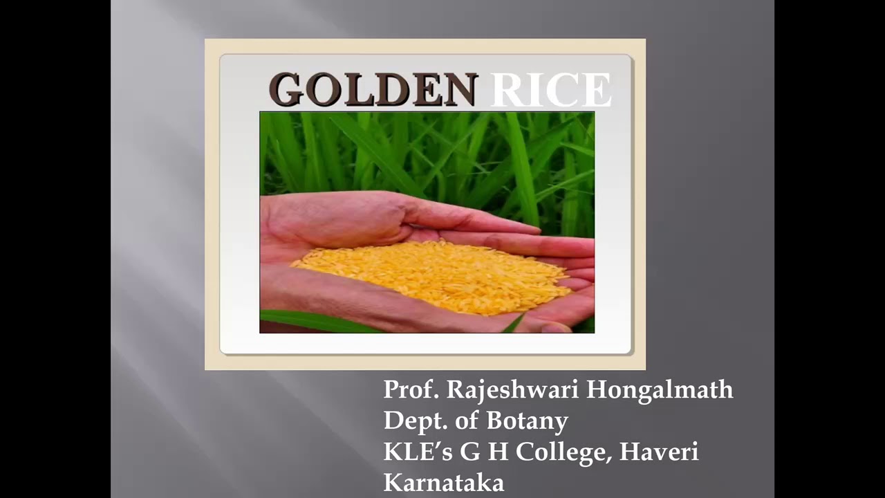 GM crops-Golden rice part I by RHongalmath - YouTube