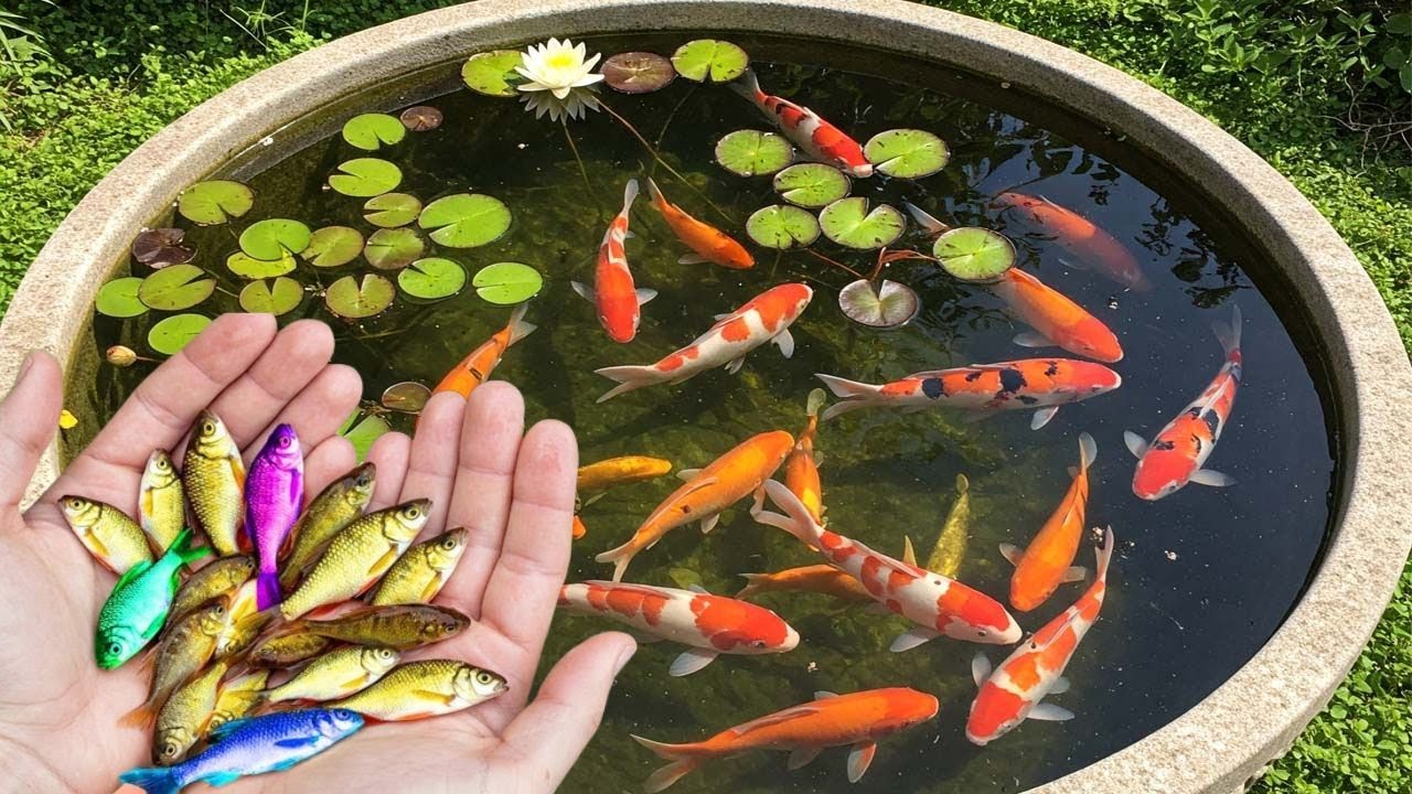 Amazing Catch Colorful Aquariums In Small Pond, Clown Fish, Catfish ...