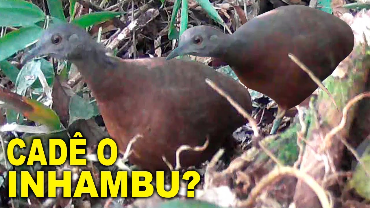 INHAMBU | Cadê ele? PASSARINHANDO NA MATA ATLÂNTICA - YouTube