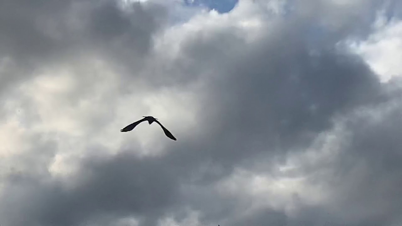 Vancouver Island Raven Flying - YouTube