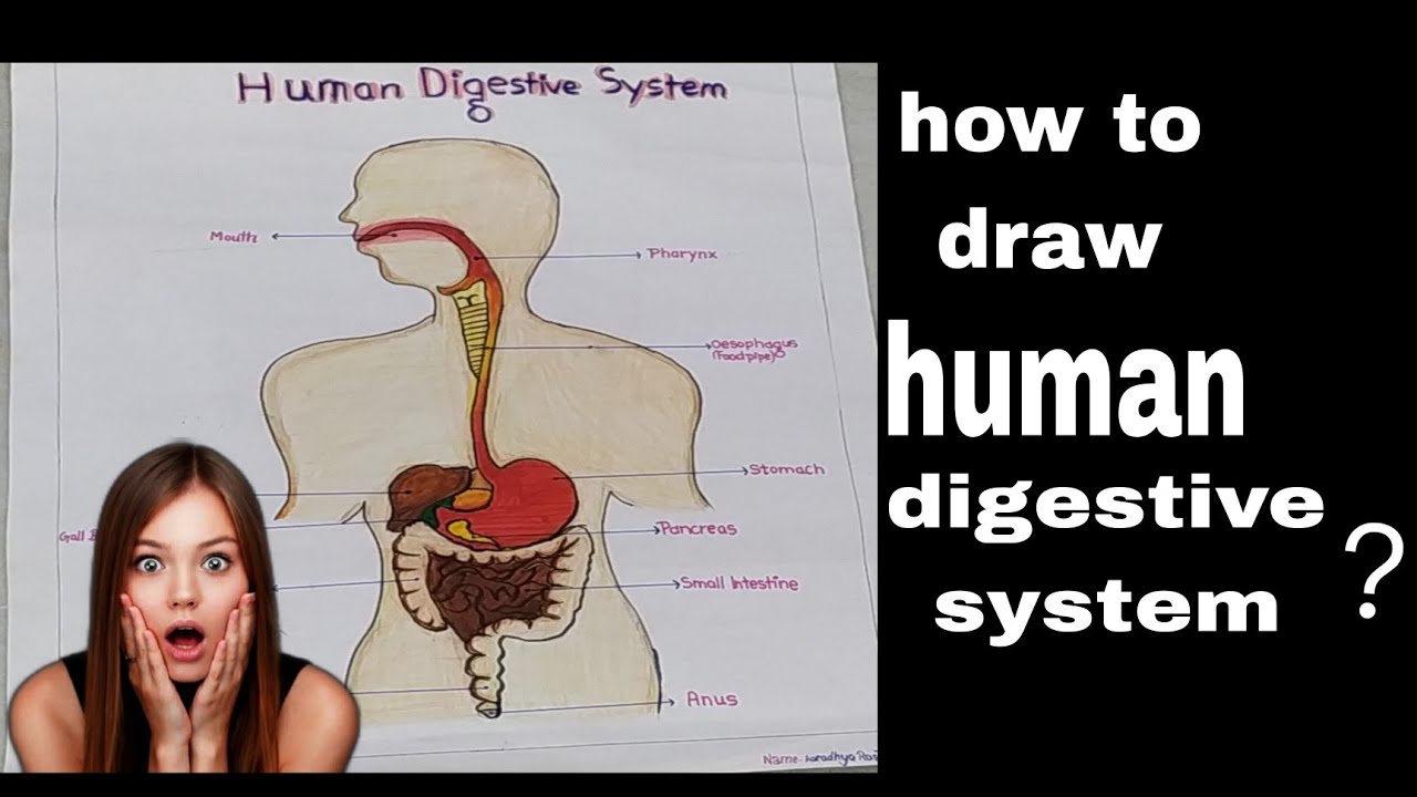 how to make digestive system // Virat Arts \\ || easy tricks || - YouTube
