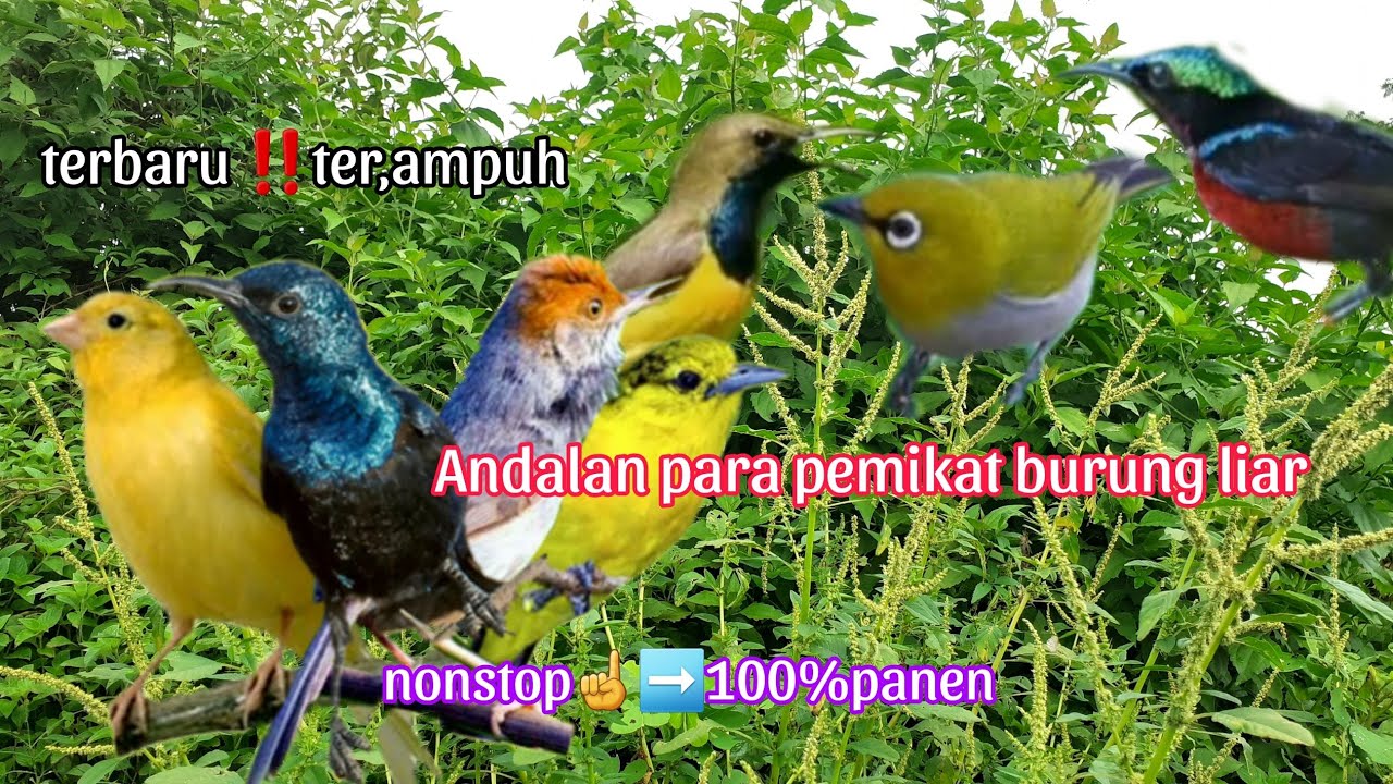 KOMPILASI SUARA PIKAT SEMUA JENIS BURUNG LIAR PALING AMPUH - YouTube
