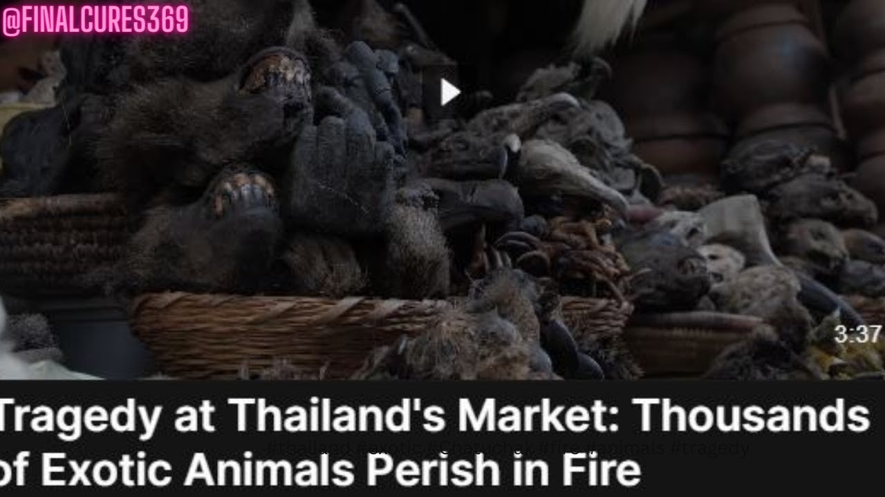 1000s of Animals Die in Fire - Thailand's Chatuchak Market catches fire ...