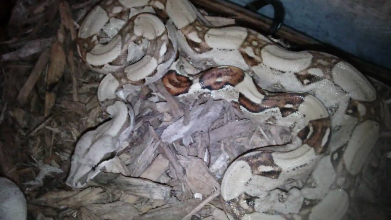 Male 09 Silver Boa - YouTube