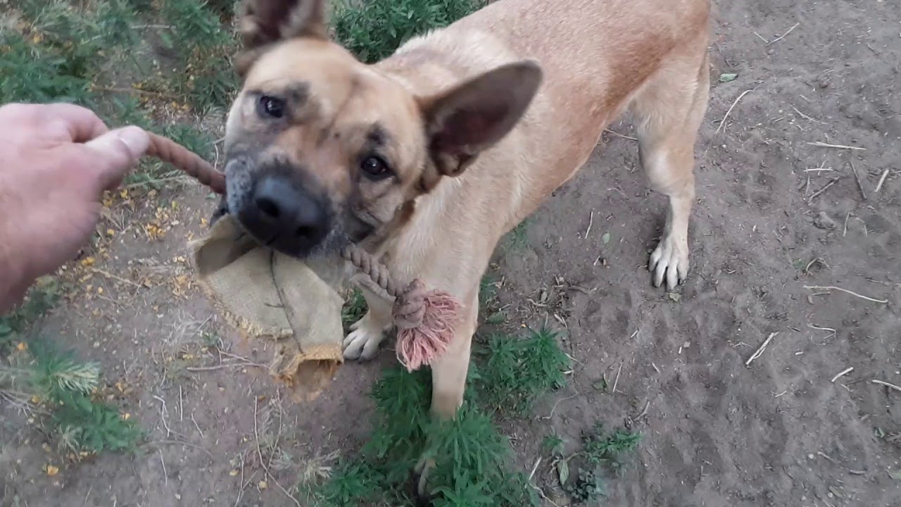 Playing with my dogs video 5 - Willy's Life - YouTube