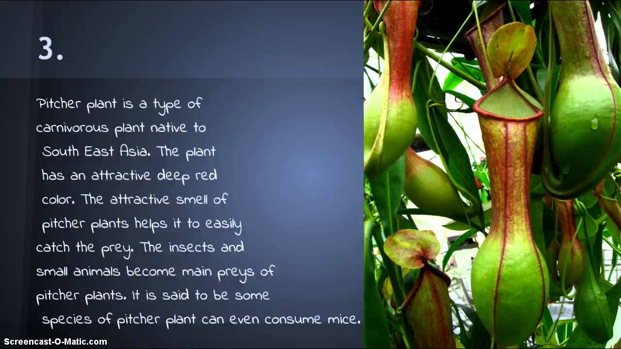 Top 5 amazing plants - YouTube