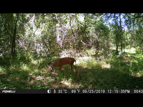 Foxelli Trail Camera – 14MP 1080P Full HD - YouTube