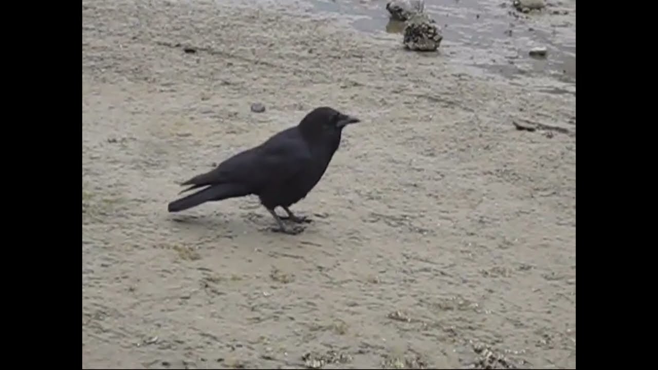 Crow making very cool woo sound but it's MoistCr1TiKaL - YouTube