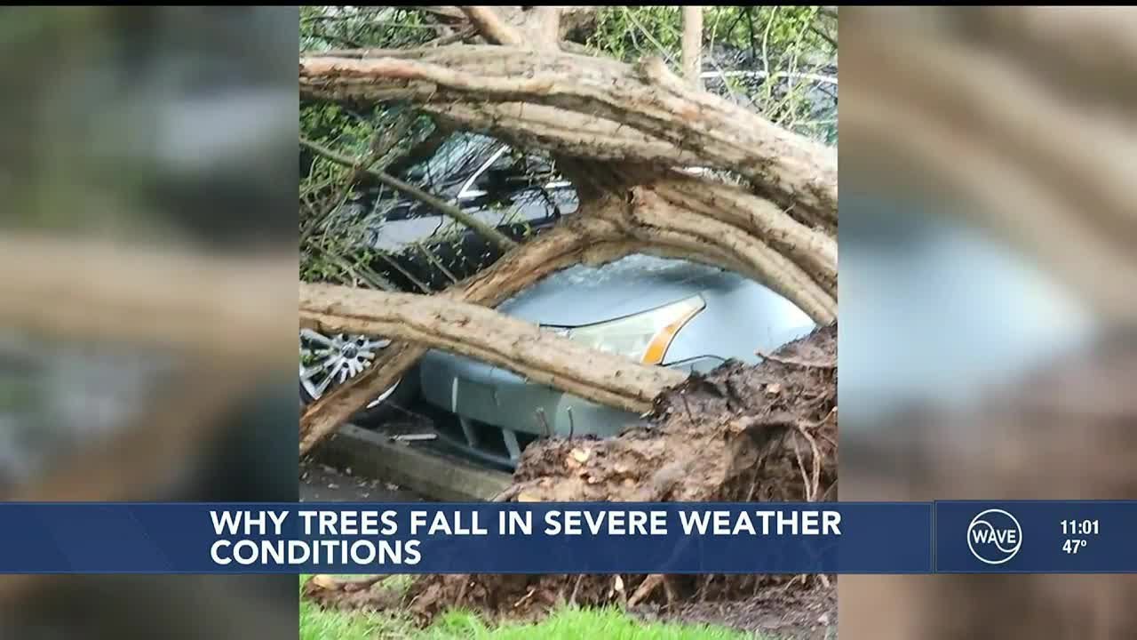 Tree expert explains frequency of trees falling during severe weather ...