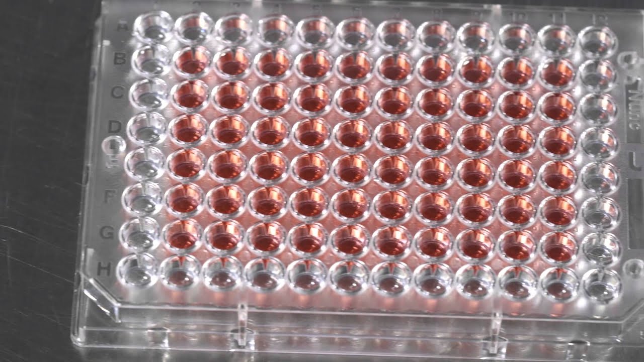 Cell-Based Assays: Avoiding the Dreaded Edge Effect - YouTube