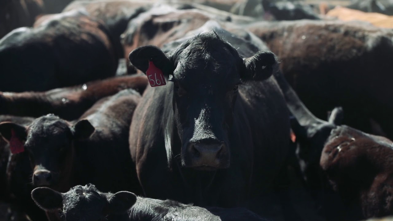 Rollin Rock Angus - Teaser Video - YouTube